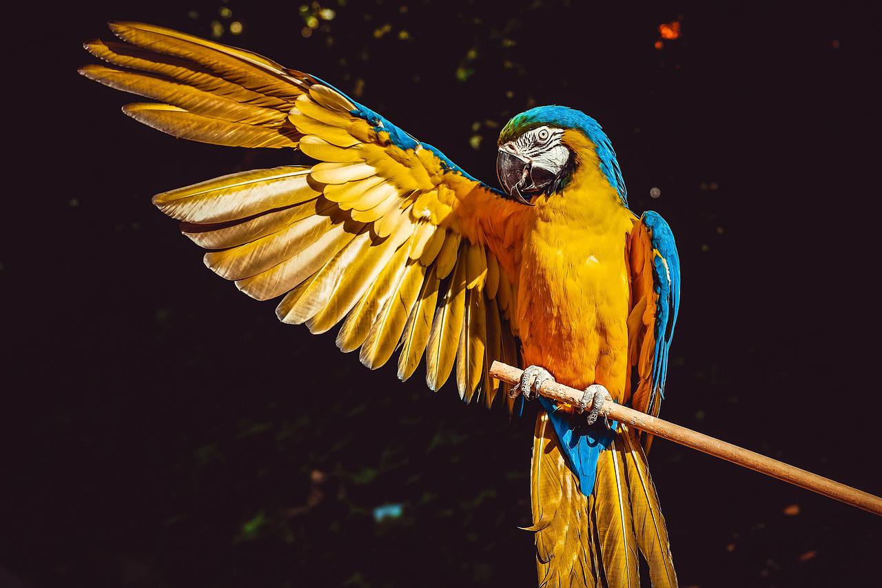 Buy Hand-Raised Macaw Parrots from Miltons Exotic Birds
