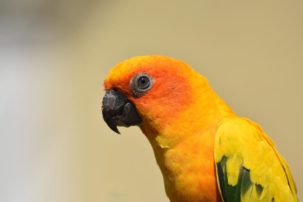 Buy Hand-Raised Sun Conures – Miltons Exotic Birds & Parrots