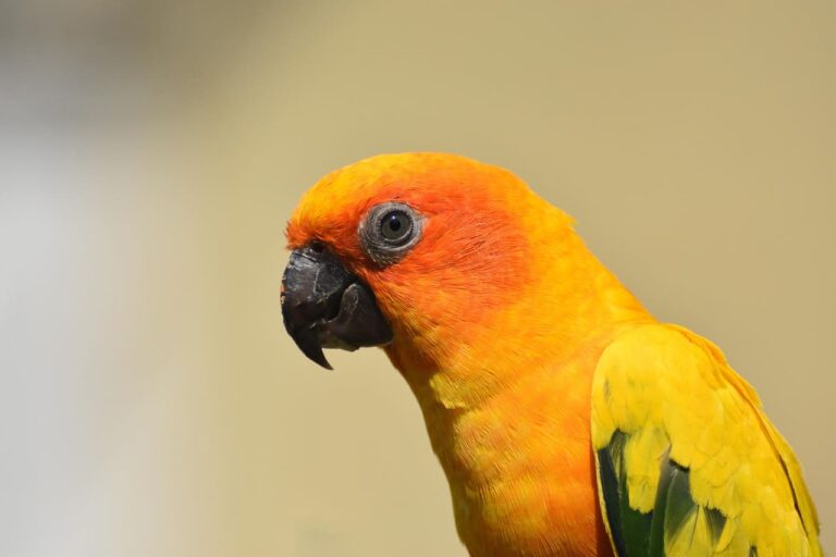 Buy Hand-Raised Sun Conures – Miltons Exotic Birds & Parrots