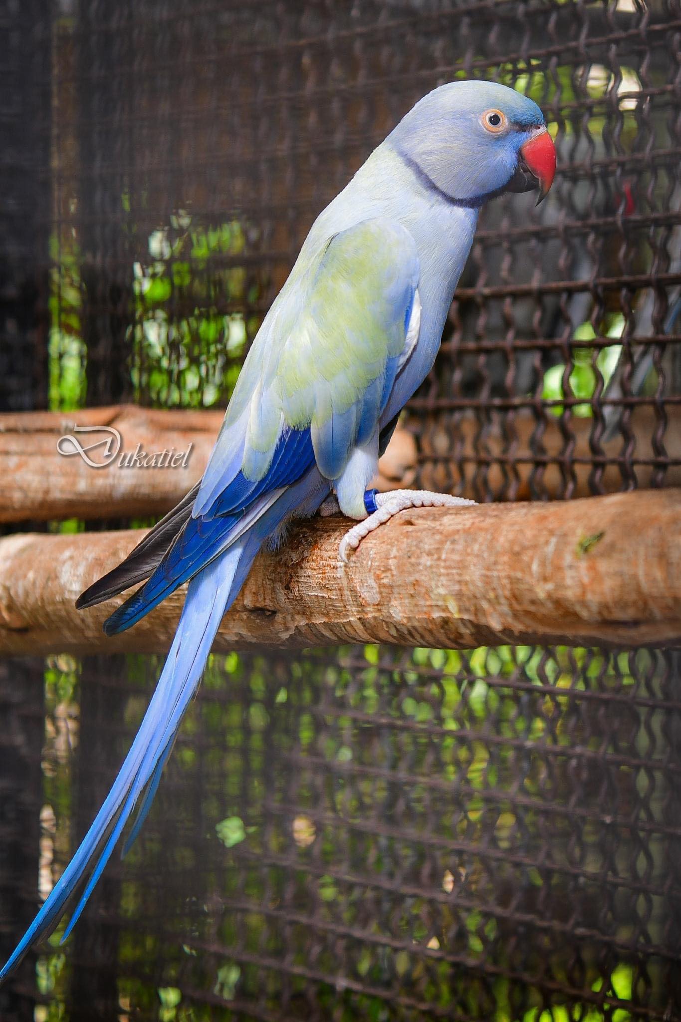 Buy Hand-Raised Ringneck Parrot – Miltons Exotic Birds