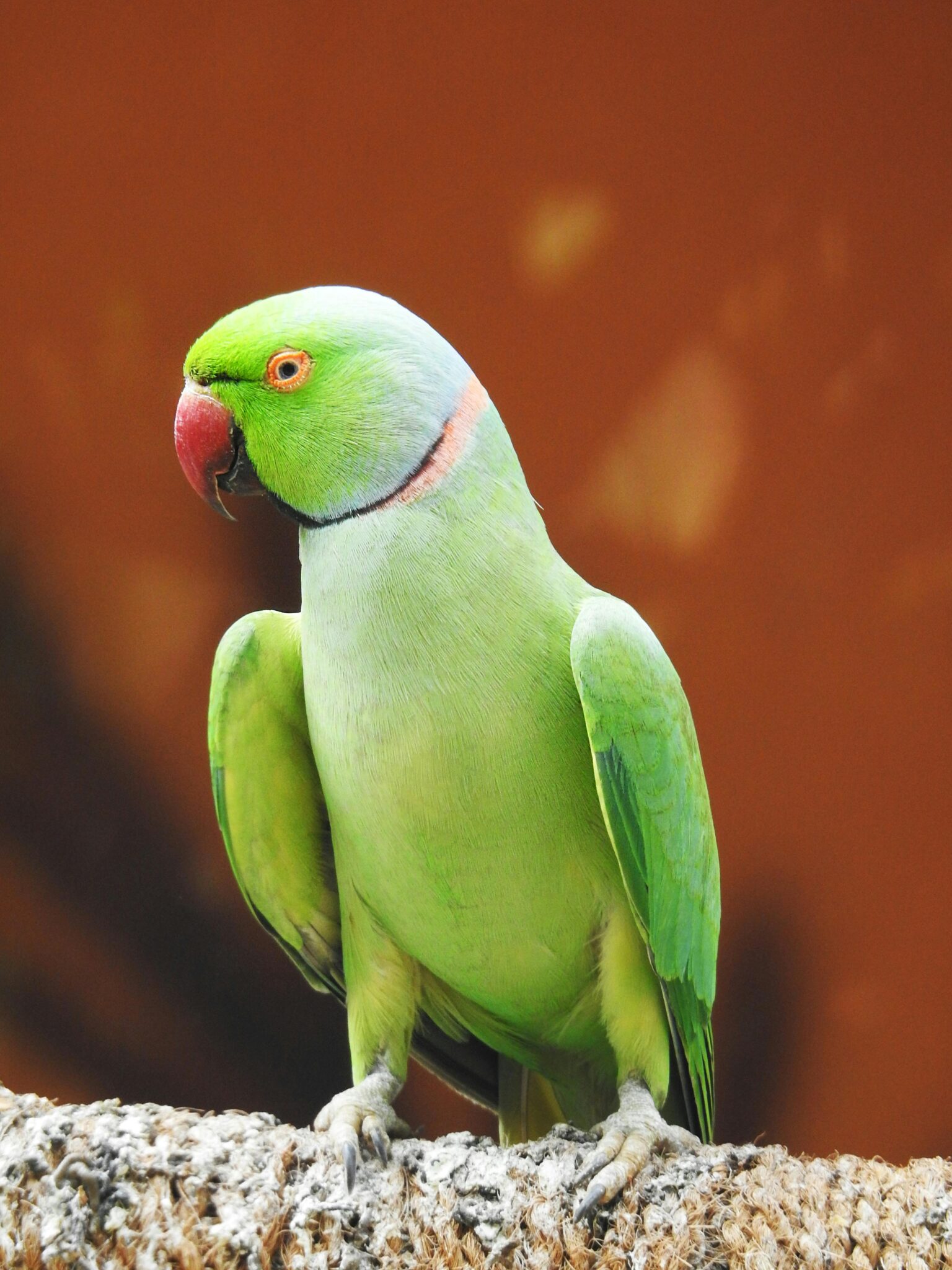 Buy Hand-Raised Ringneck Parrot – Miltons Exotic Birds