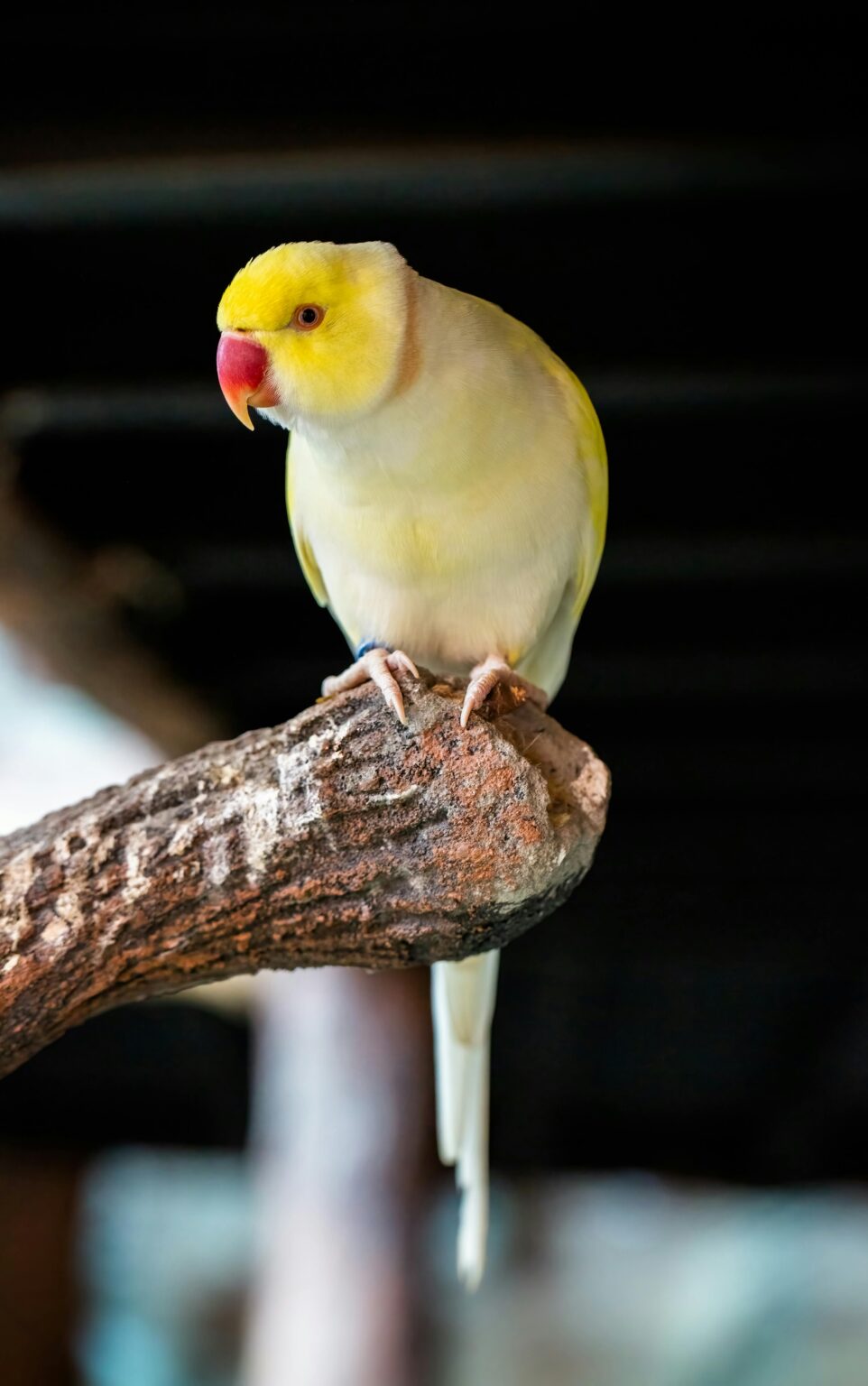 Buy Hand-Raised Ringneck Parrot – Miltons Exotic Birds