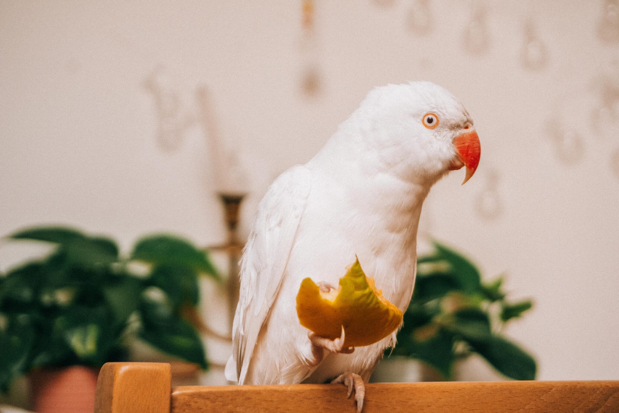 Buy Hand-Raised Ringneck Parrot – Miltons Exotic Birds