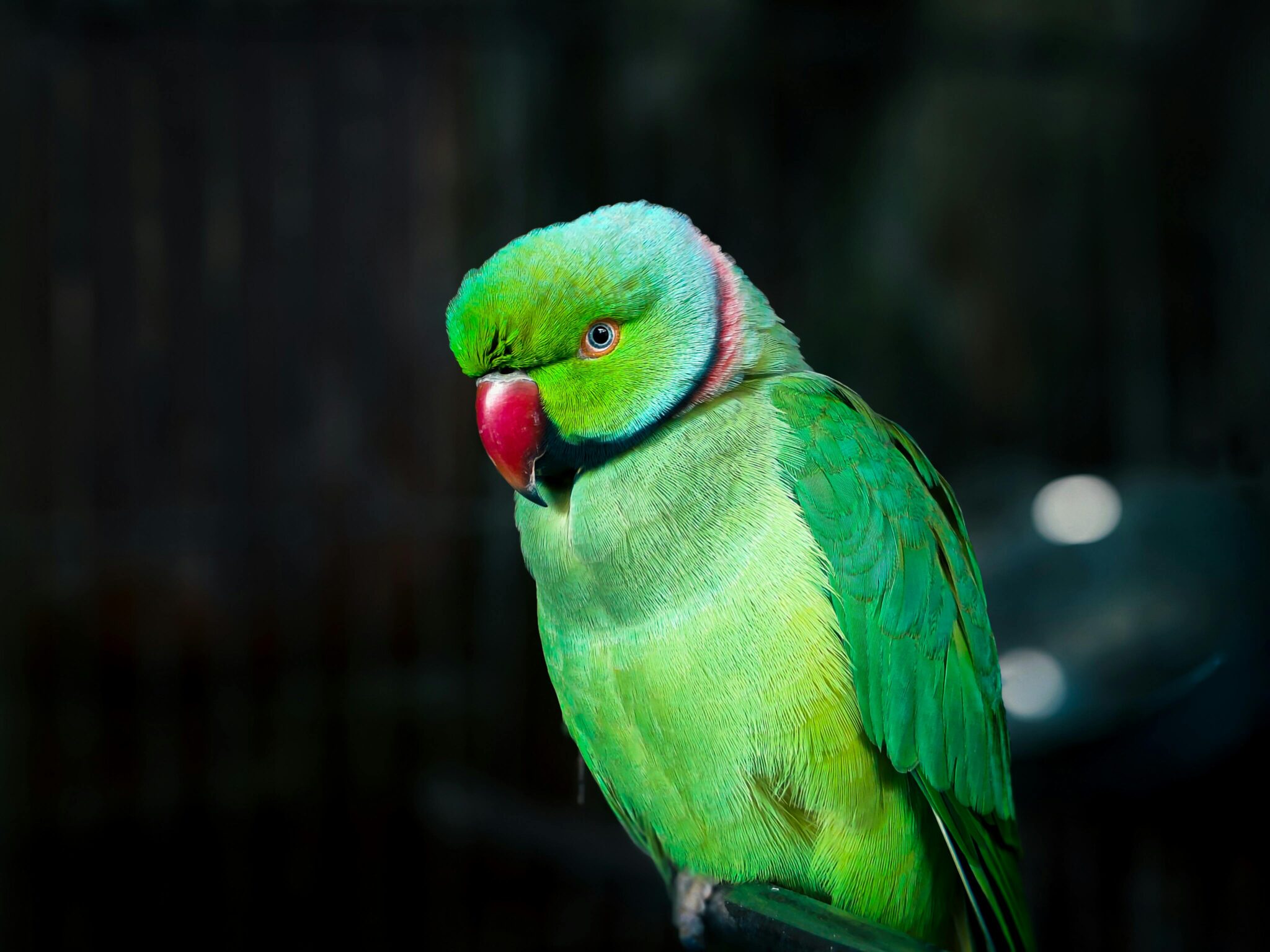 Buy Hand-Raised Ringneck Parrot – Miltons Exotic Birds